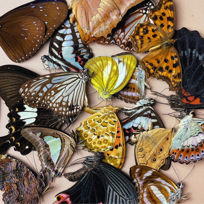 Dried Butterflies - Etsy