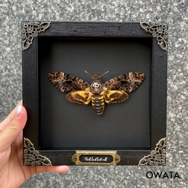 Framed Insects - Etsy