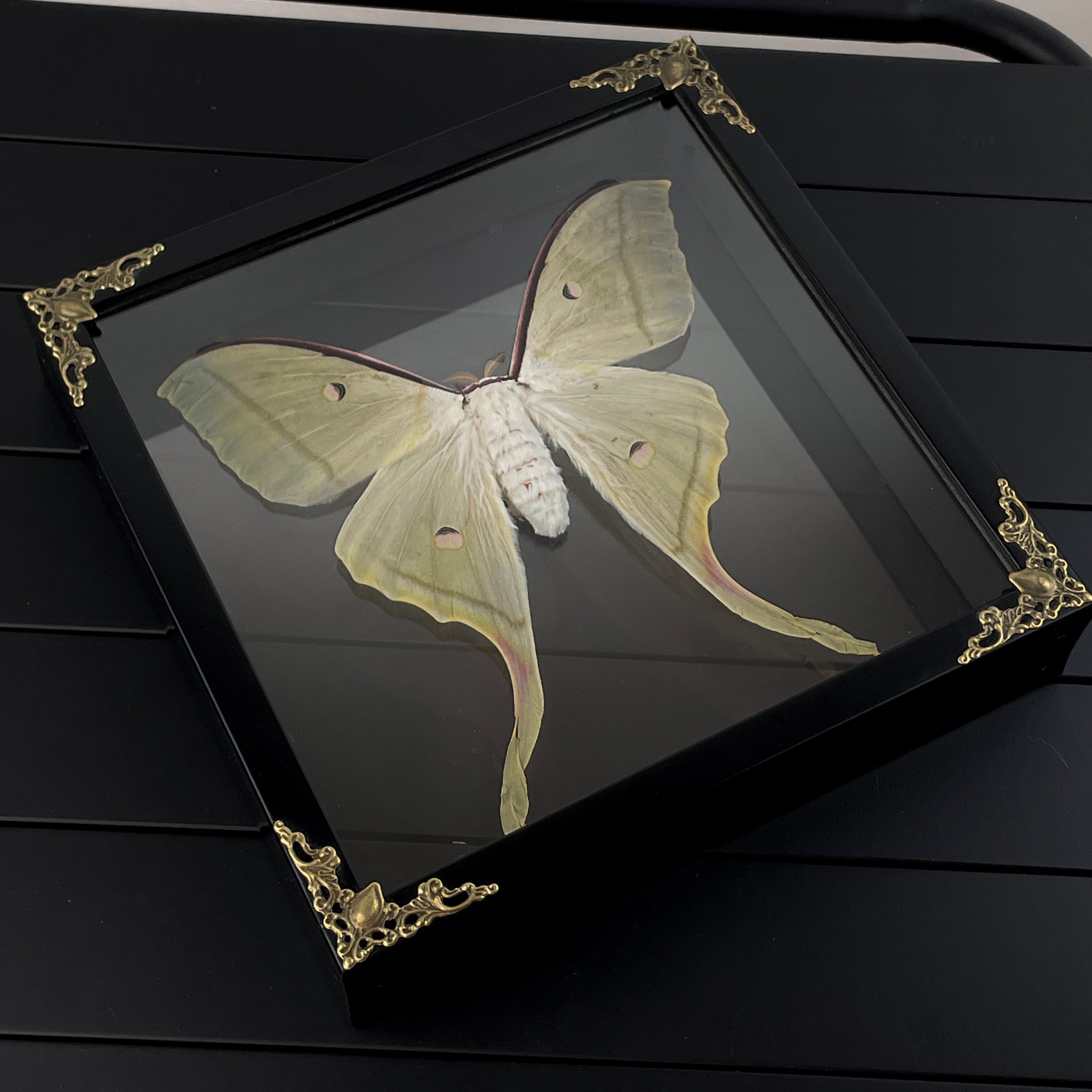 Framed Luna Moth Framed Butterfly Moth Taxidermy Taxidermy Butterfly ...