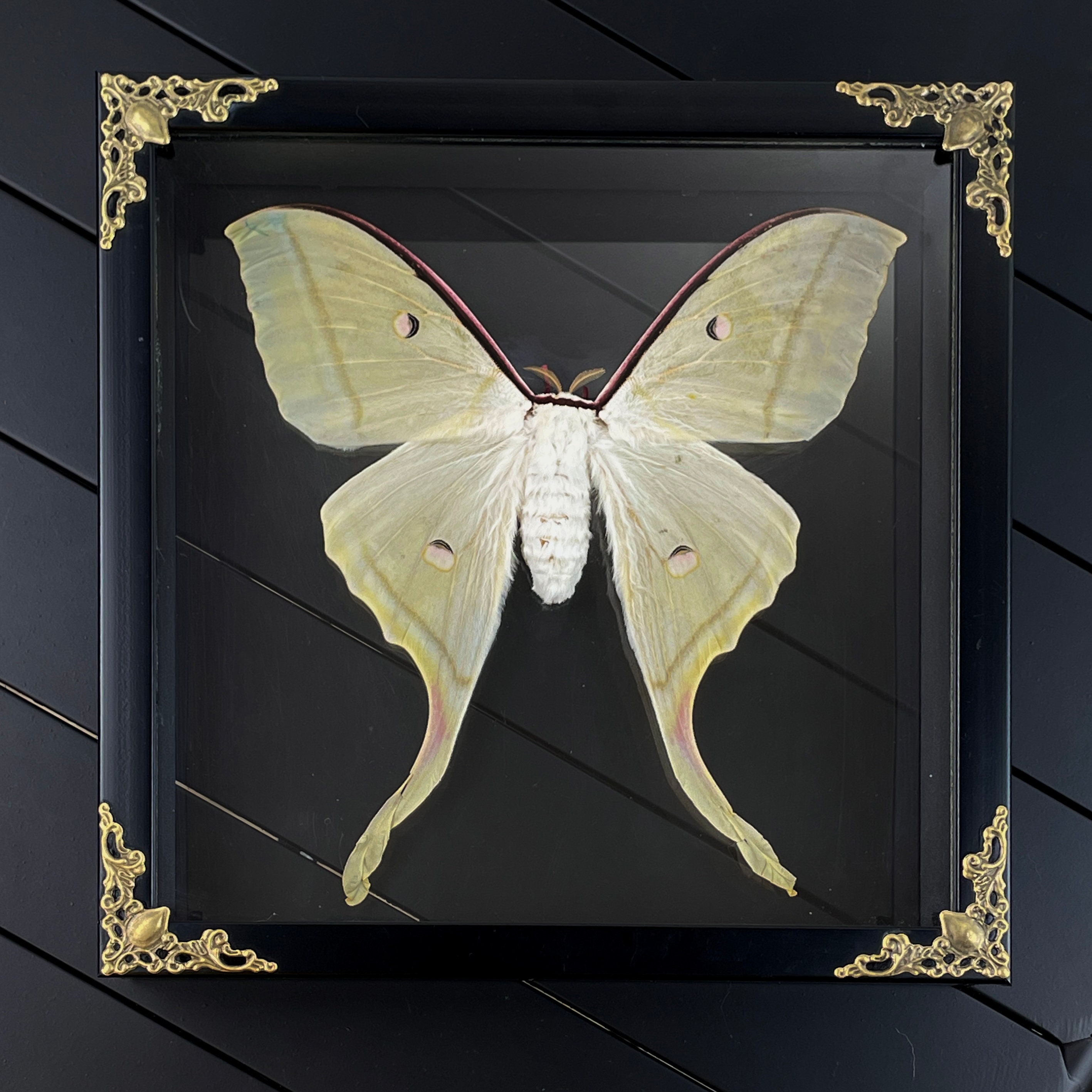 Framed Luna Moth Framed Butterfly Moth Taxidermy Taxidermy Butterfly ...