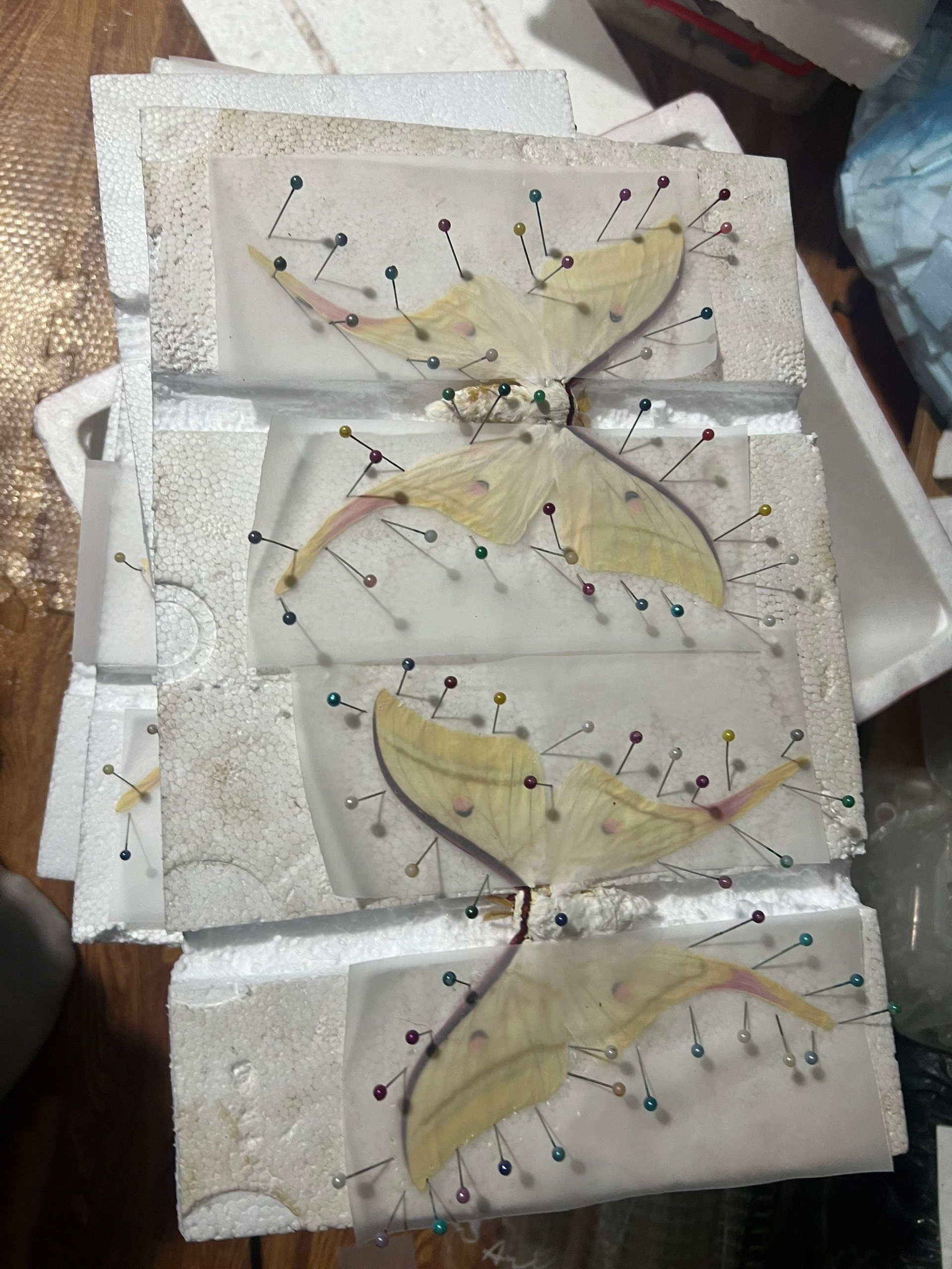 Framed Luna Moth Framed Butterfly Moth Taxidermy Taxidermy Butterfly ...