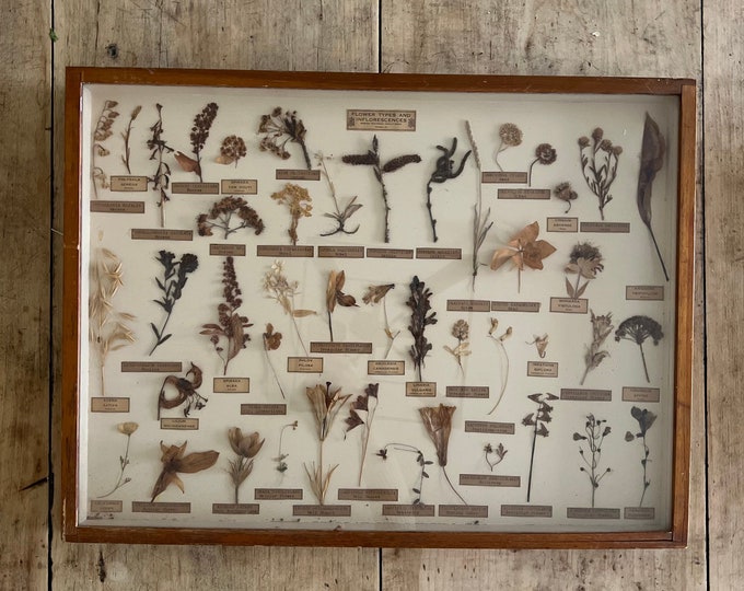 Botanical Herbarium Specimen Display Chart - Etsy