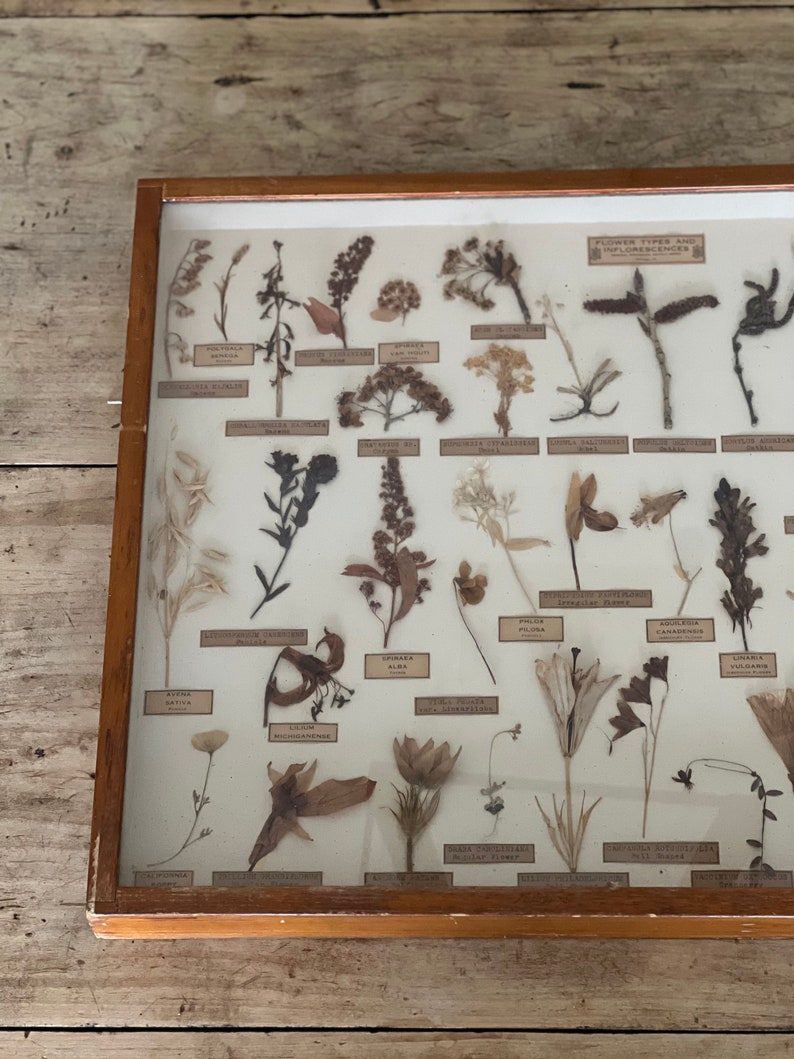 Botanical Herbarium Specimen Display Chart - Etsy