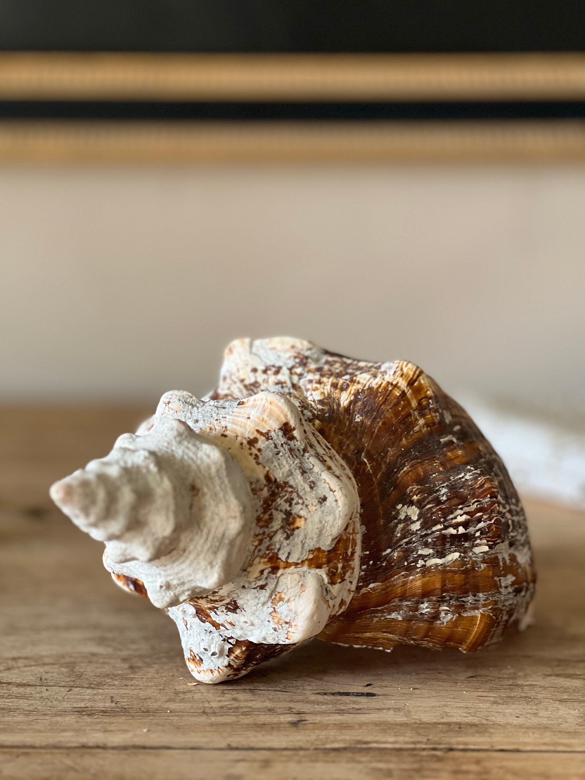 Large Horse Conch Shell - Etsy