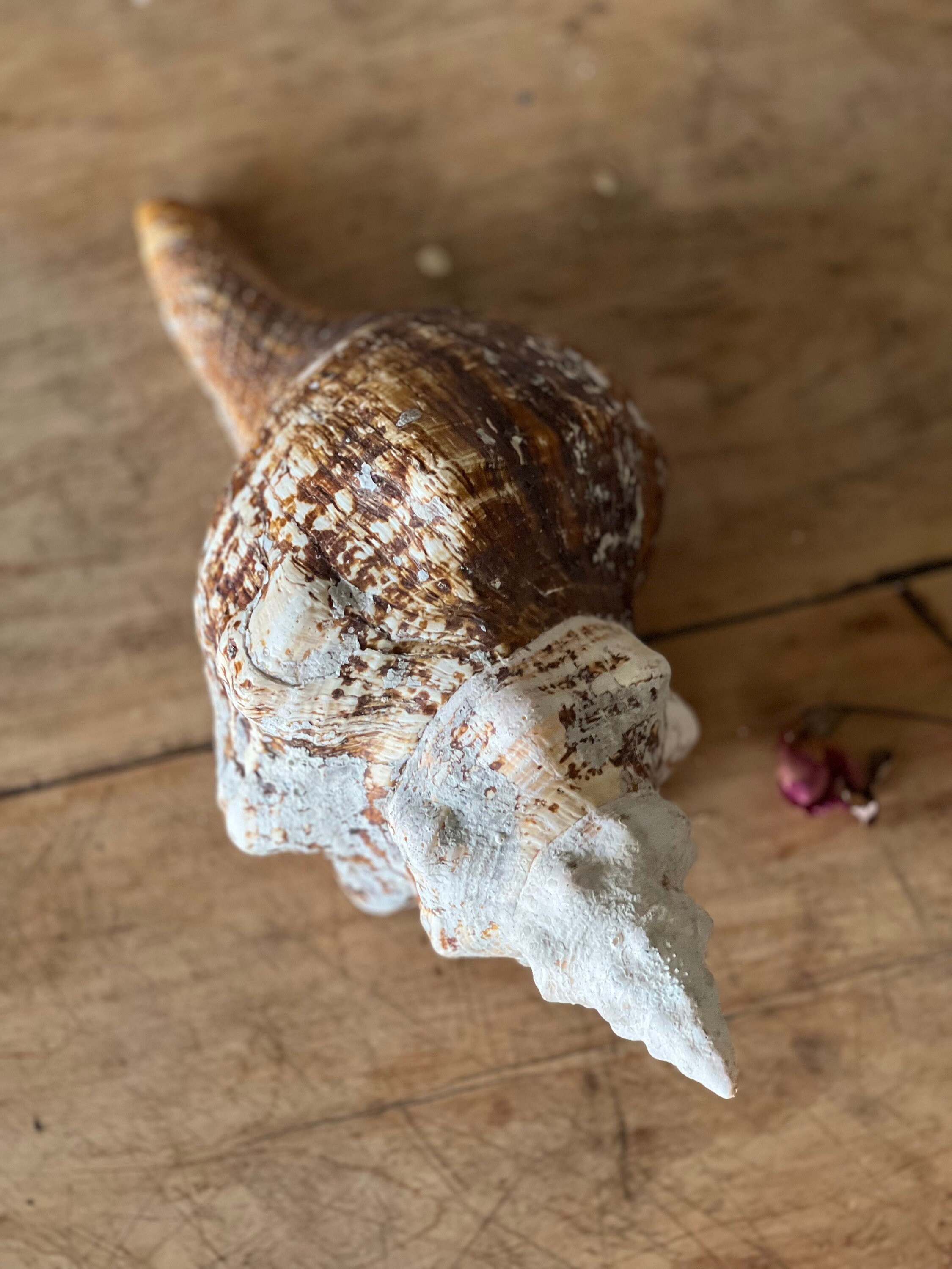 Large Horse Conch Shell - Etsy