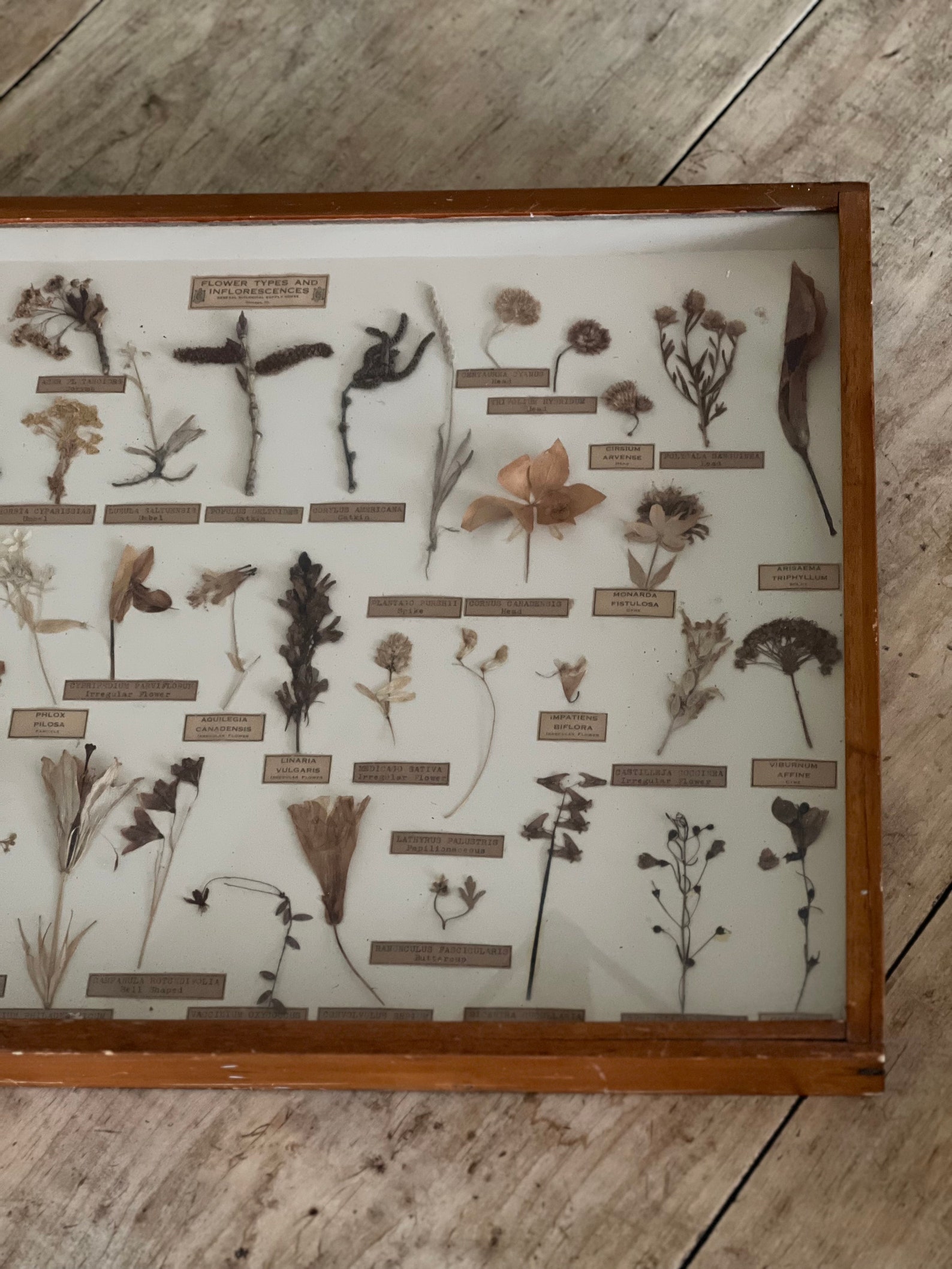 Botanical Herbarium Specimen Display Chart - Etsy