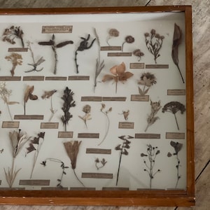 Botanical Herbarium Specimen Display Chart - Etsy