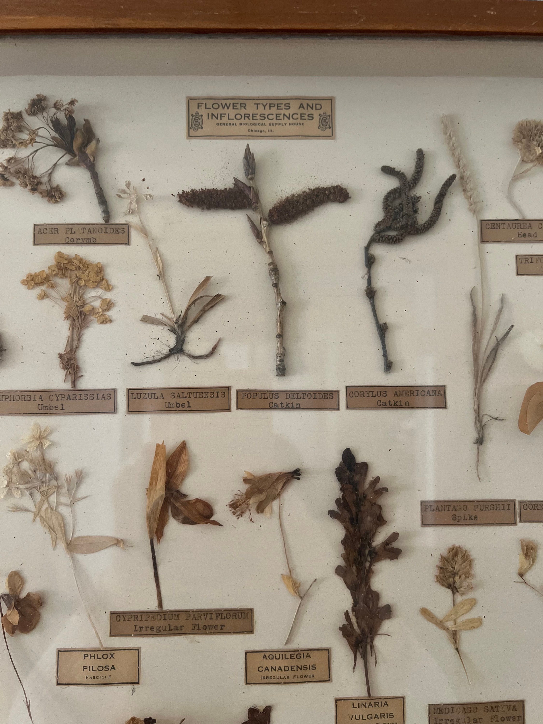 Botanical Herbarium Specimen Display Chart - Etsy