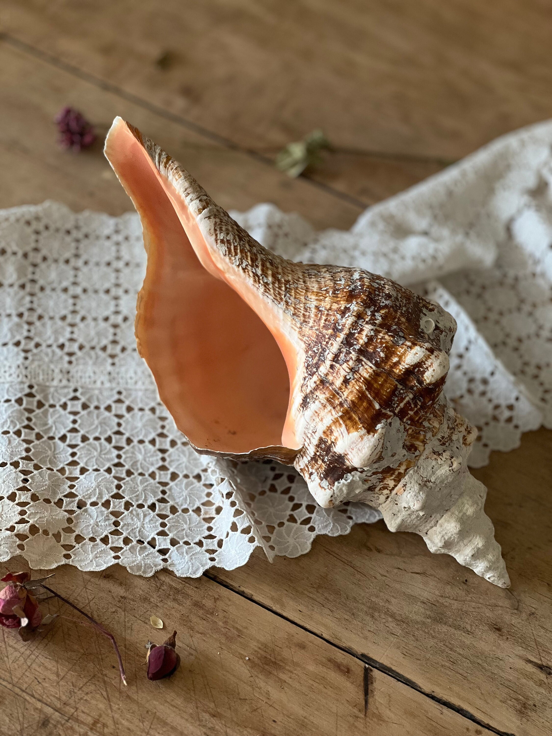 Large Horse Conch Shell - Etsy