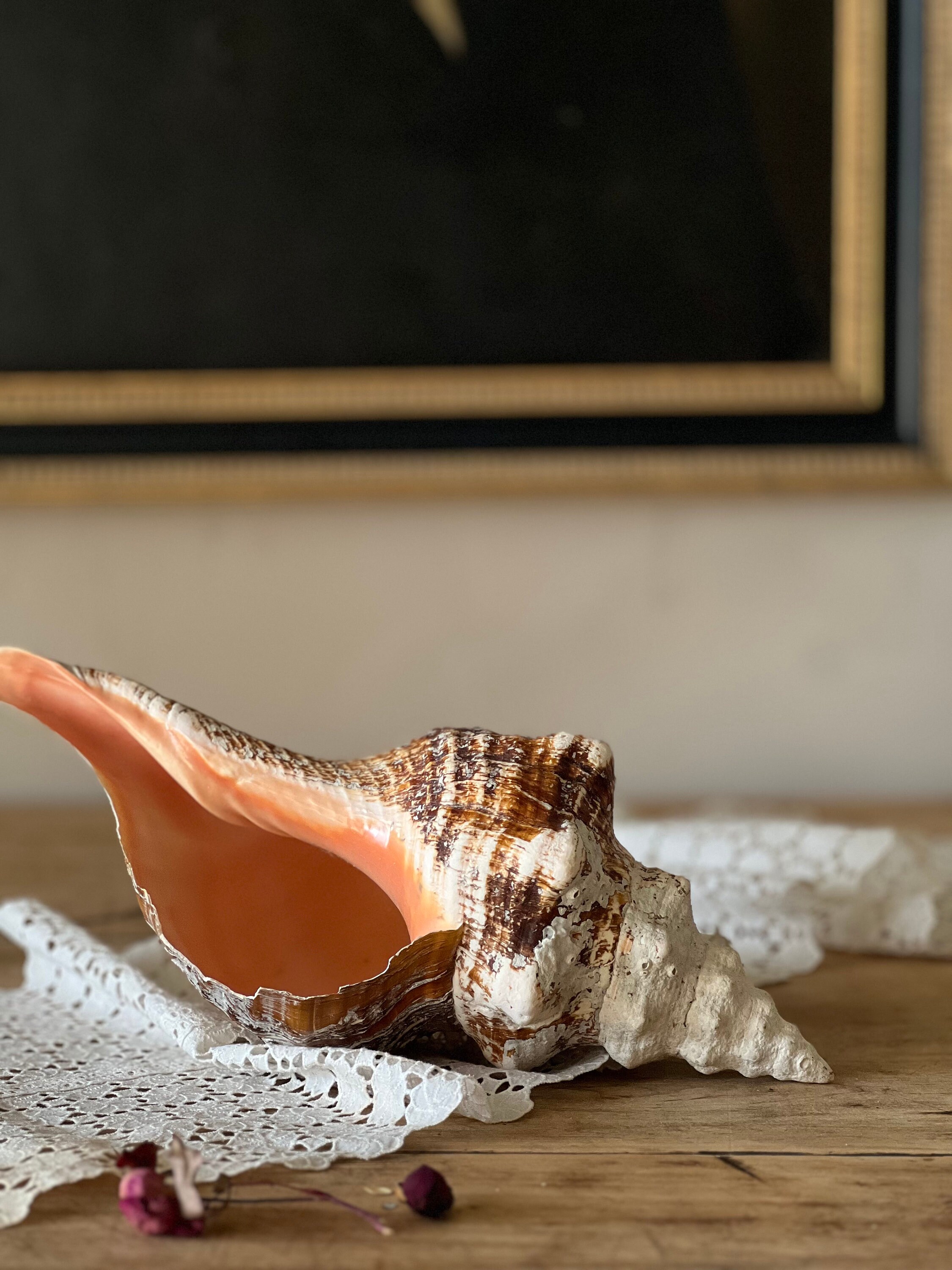 Large Horse Conch Shell - Etsy