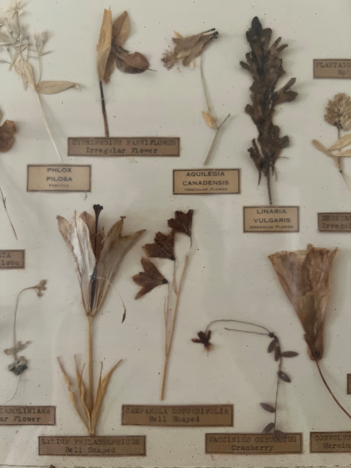 Botanical Herbarium Specimen Display Chart - Etsy