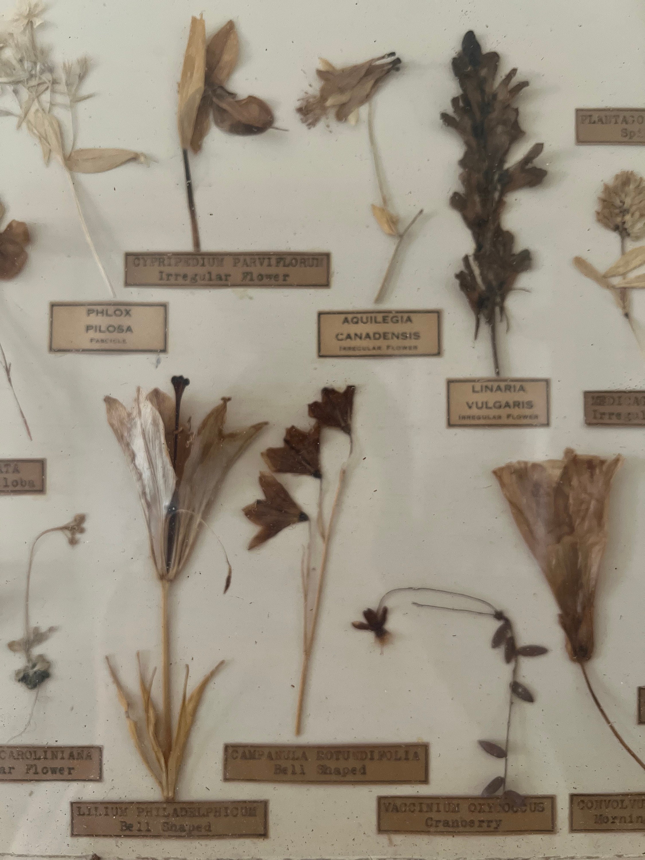 Botanical Herbarium Specimen Display Chart - Etsy