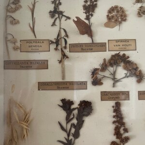 Botanical Herbarium Specimen Display Chart - Etsy