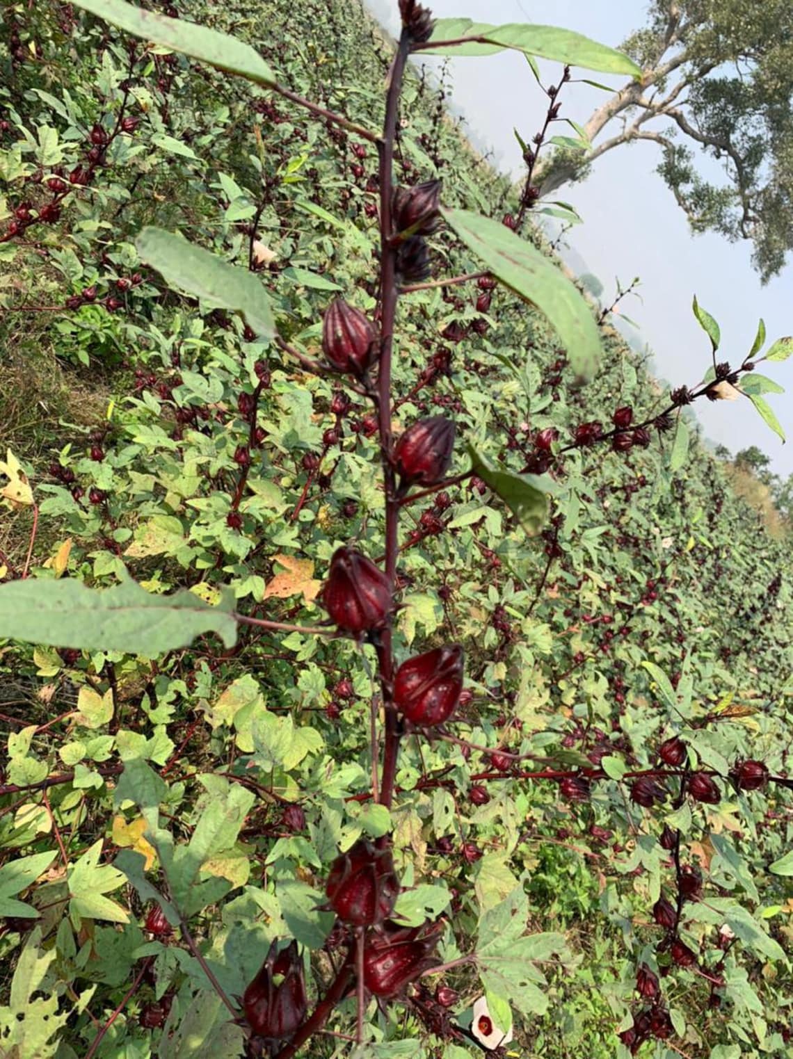 Dried Hibiscus Sabdariffa/ Organic Dried Roselle Herb / Natural ...