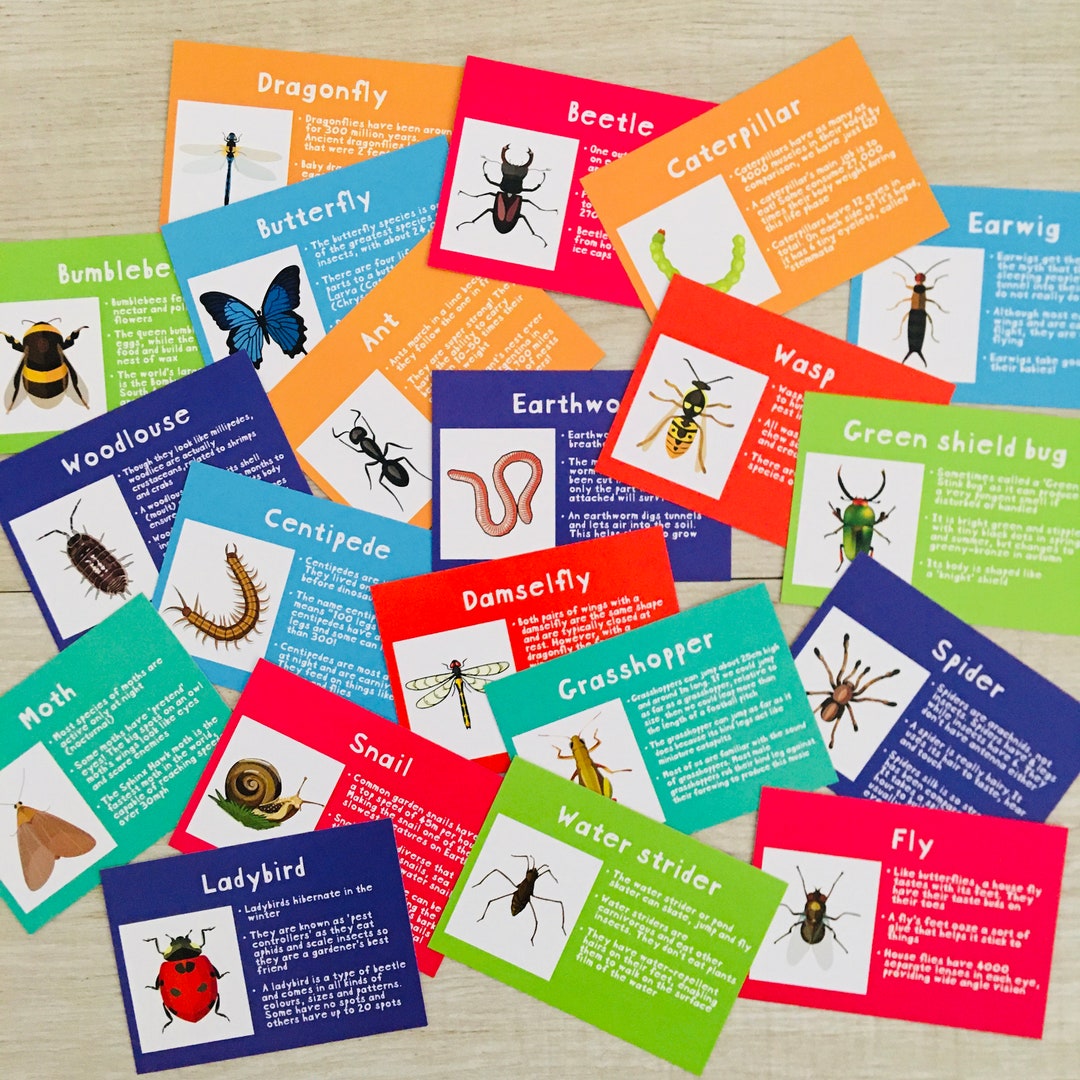 Bug Fact Cards Individual Plastic Free Party Bag Filler - Etsy