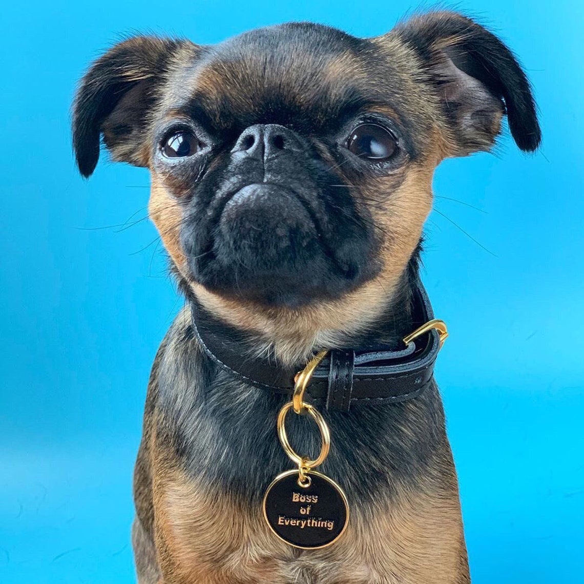 Pet Dog Tag Dog ID Tag Pet Dog ID Tag Puppy Tag | Etsy