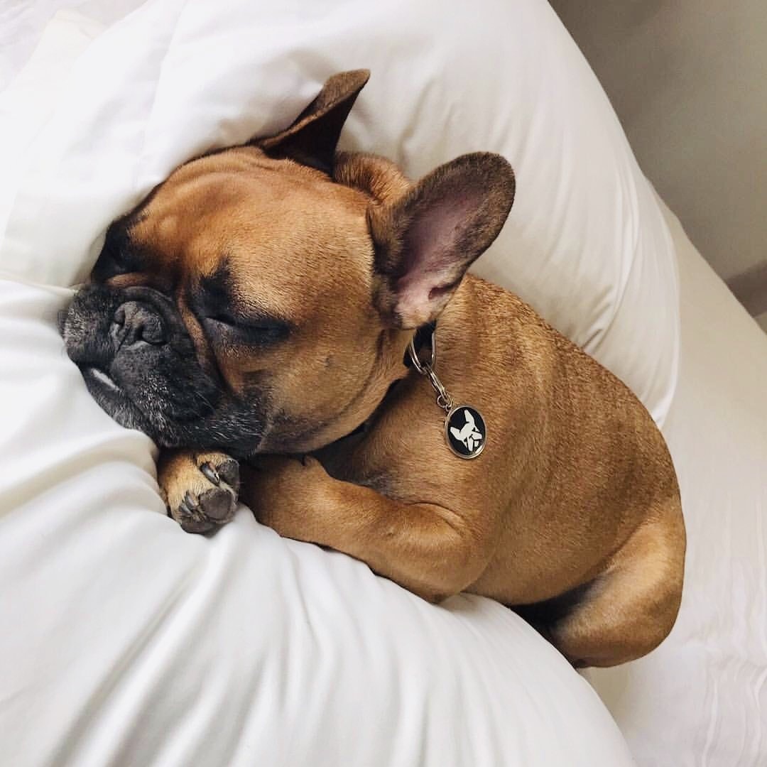 Pet Dog Tag, Dog ID Tag, Pet Dog ID Tag, Puppy Tag, Personalized Dog ...