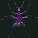 Purple Weevil Print Insect Wall Art - Etsy