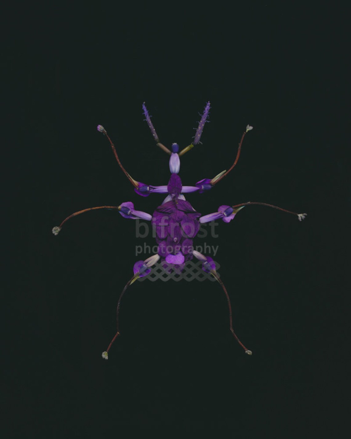 Purple Weevil Print Insect Wall Art - Etsy