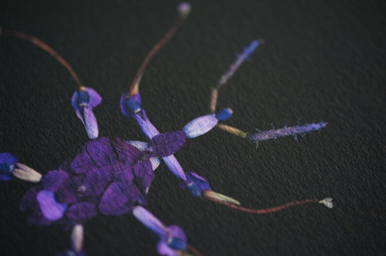 Purple Weevil Print Insect Wall Art - Etsy