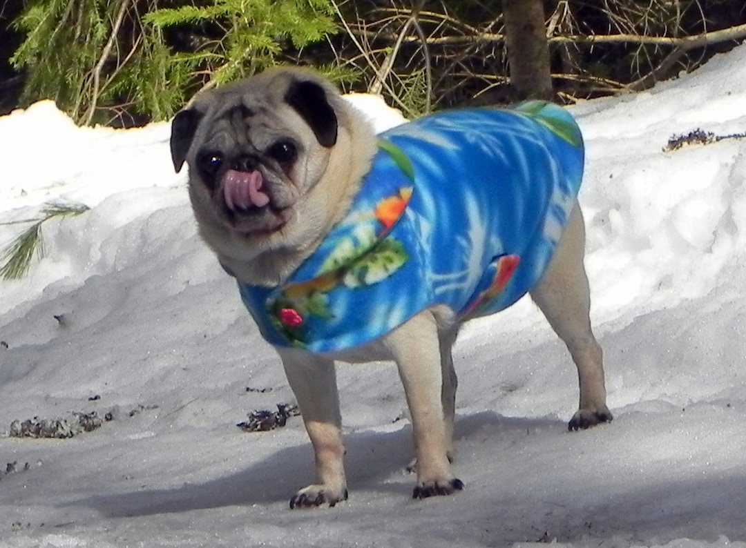 Pug Snuggly's Hawaii Blues Coat/Calidez ligera - Etsy España