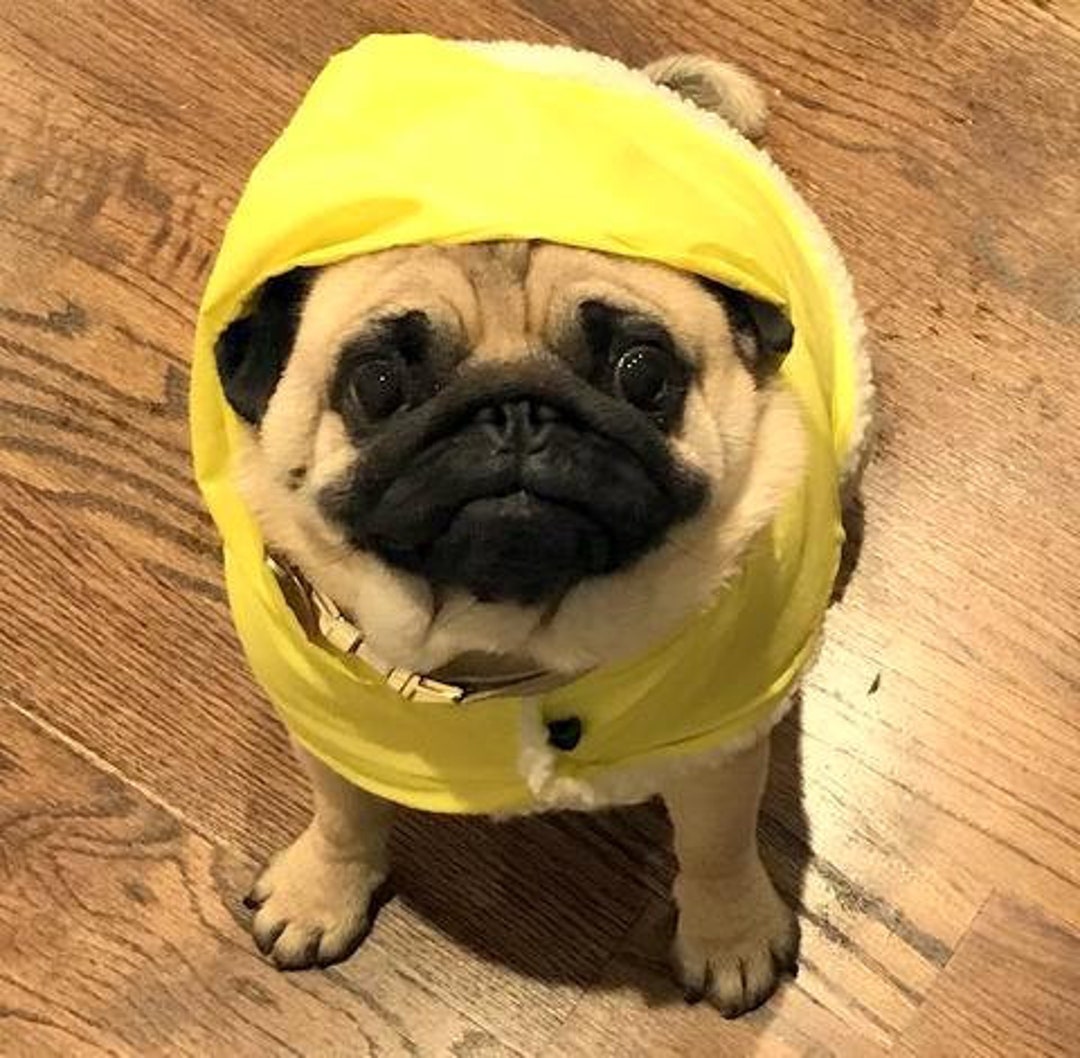 Raincoats for Pugs: Sun Shiny Day Rain Hoodies - Etsy