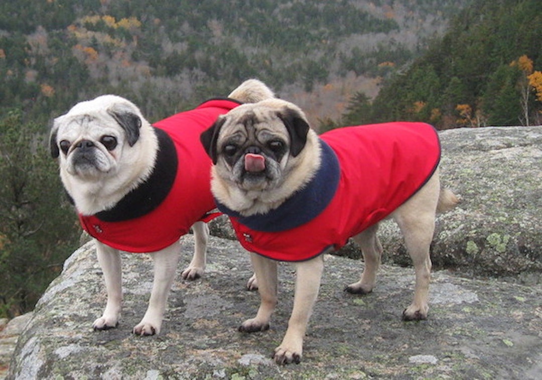 Winter Clothes for Pugs: X-treme Red Ski Jacket - Etsy