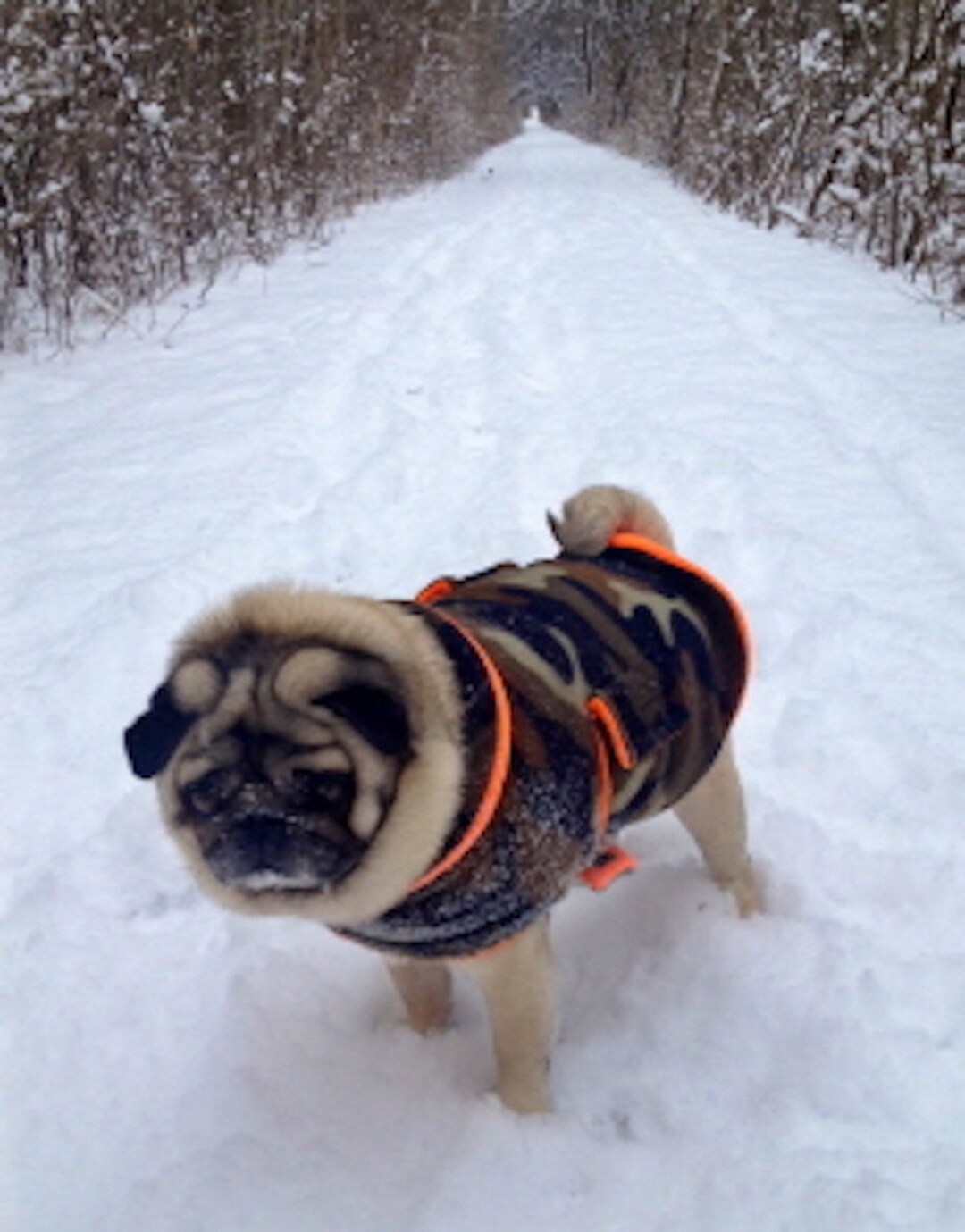 Pug Snuggly's Cargo Camo Fleece/winter Jacket - Etsy