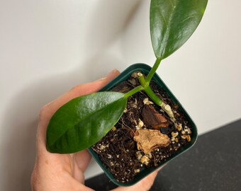 Hoya Keysii hoya Australis 1yo Plant With 5-6 Leaves Well Rooted, Sent ...