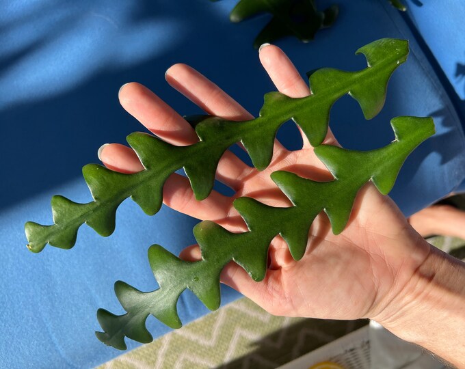 Shark Tooth Cactus - Etsy