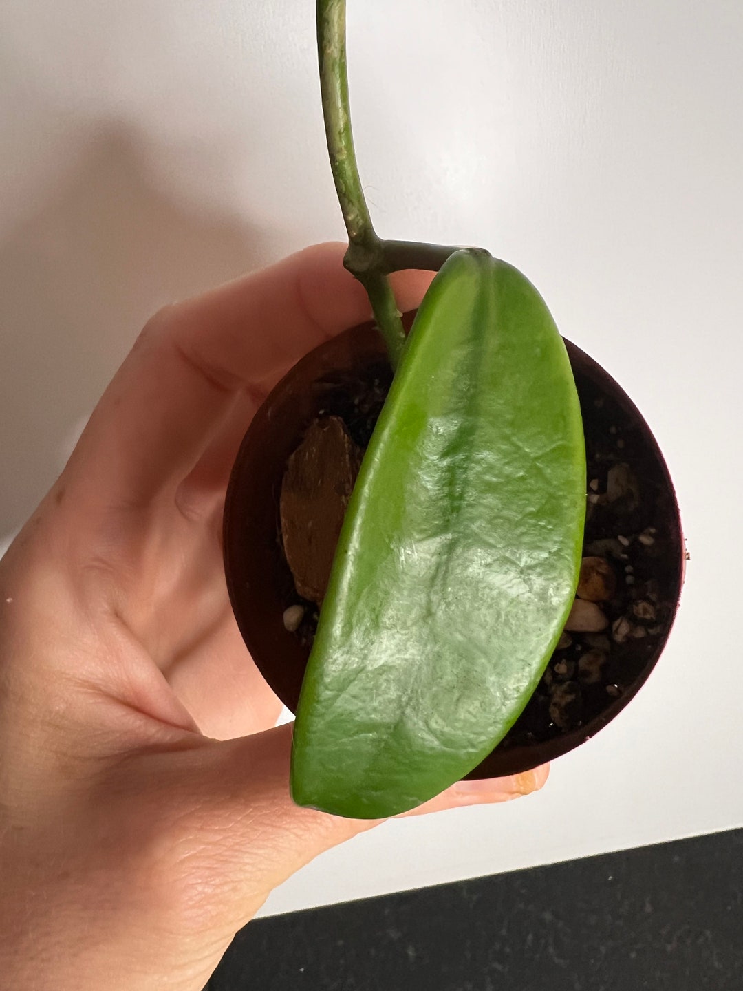 Hoya Meliflua Starter Plant - Etsy