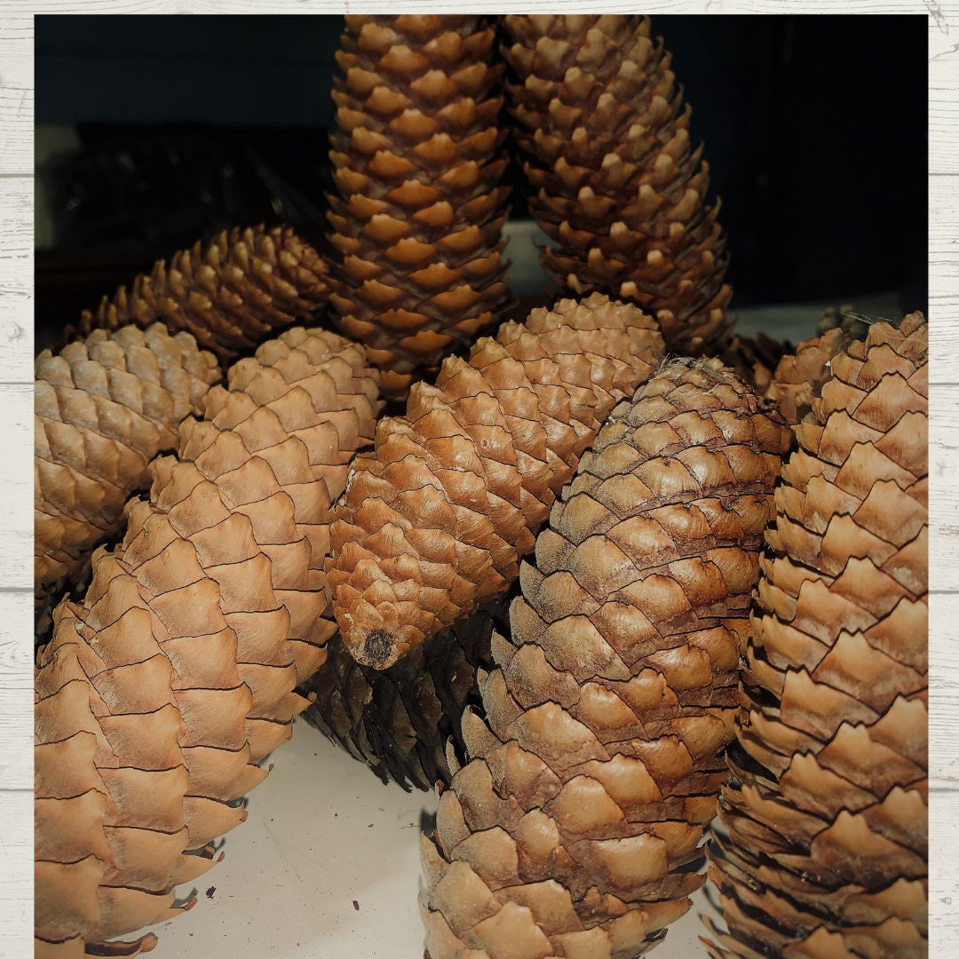 Long Pine Cones - Etsy
