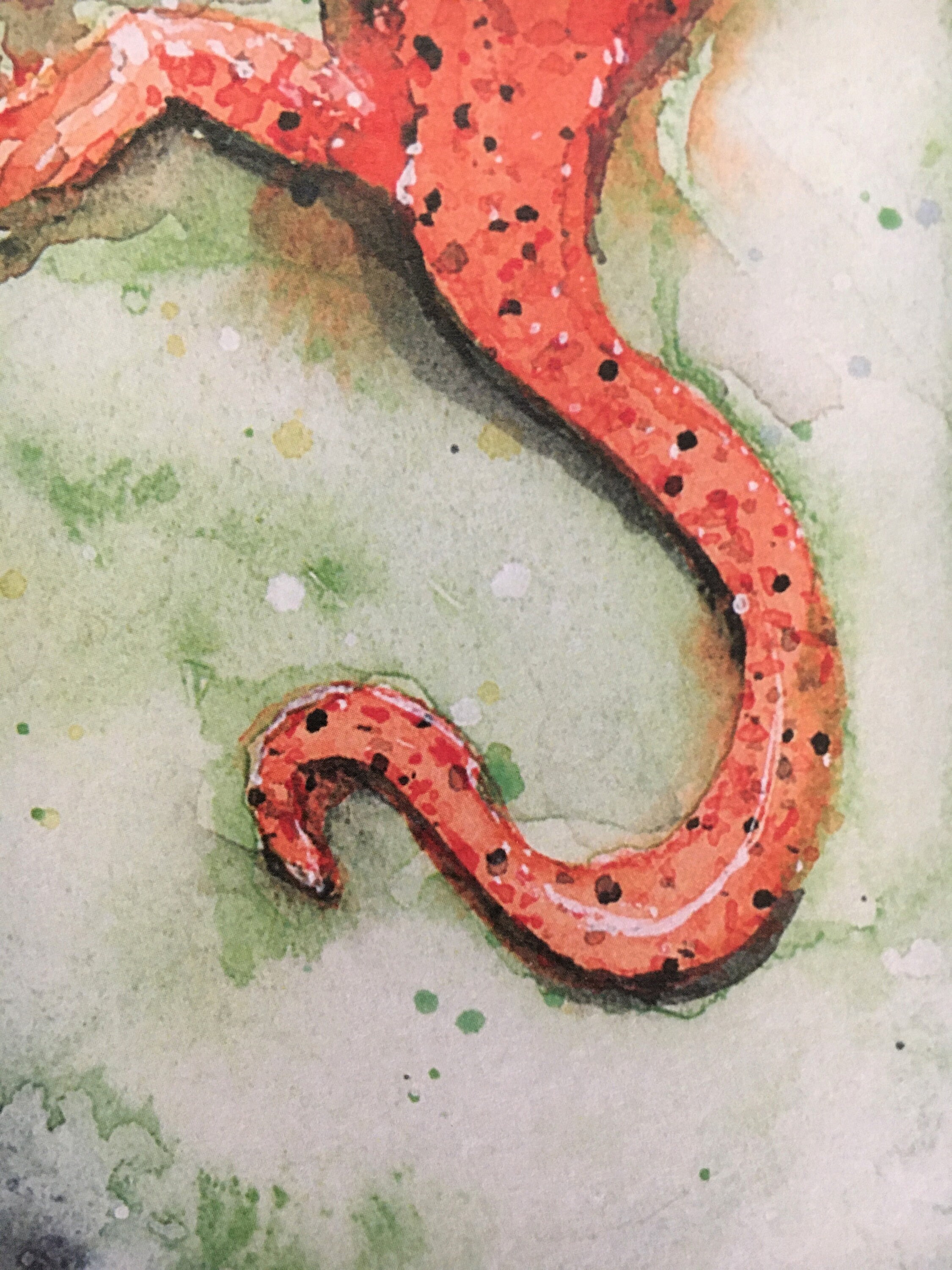 Watercolor Wildlife Art Print Red Spotted Newt on a Wild Rose - Etsy