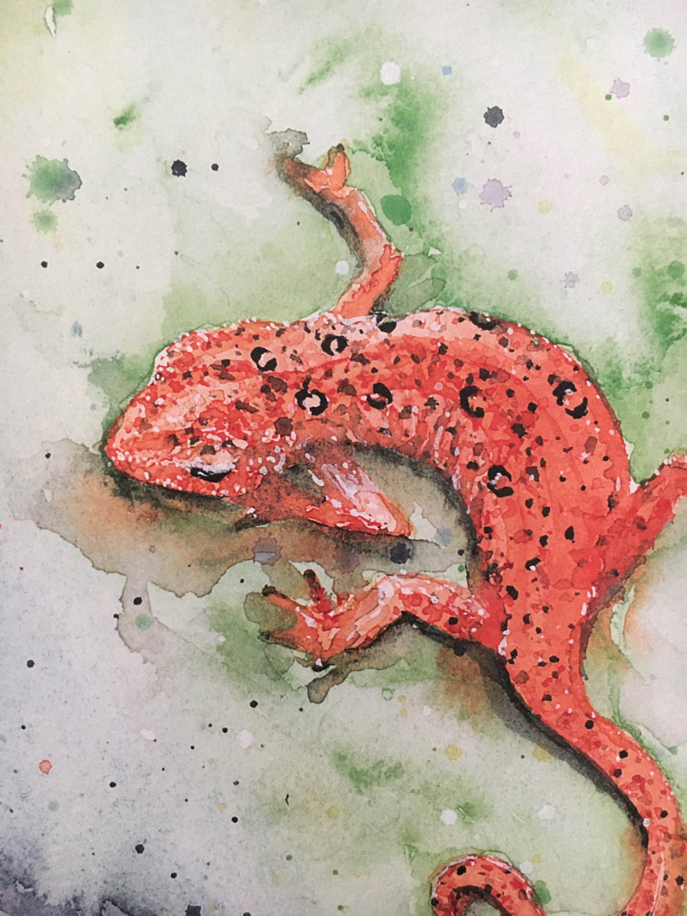 Watercolor Wildlife Art Print Red Spotted Newt on a Wild Rose - Etsy