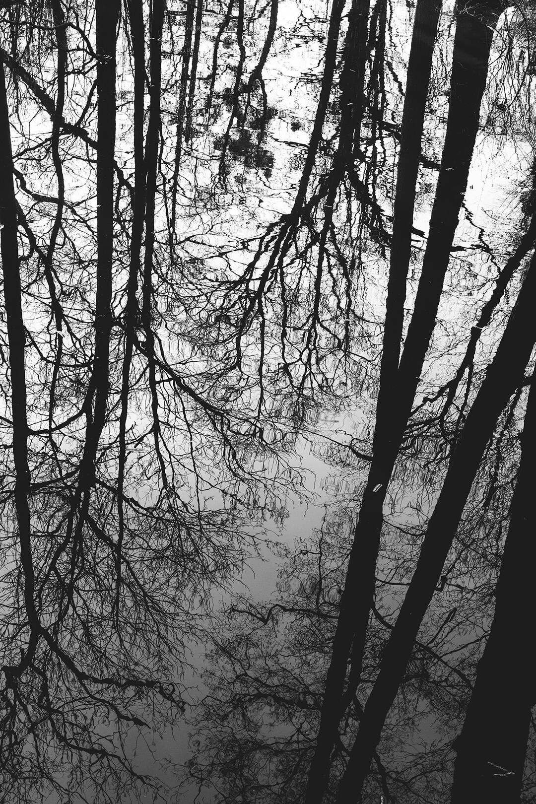 Trees Upside Down / Landscape Photography / Fine Art Print / Wall Decor ...
