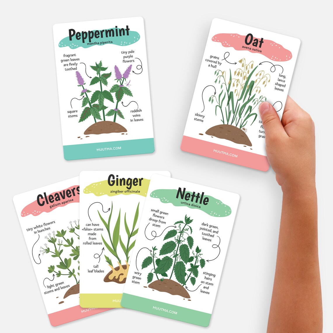 DIGITAL PDF Herbal Plant Flashcards 35 Printable Cards - Etsy Singapore