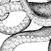 Octopus Dotwork Illustration Print - Etsy UK