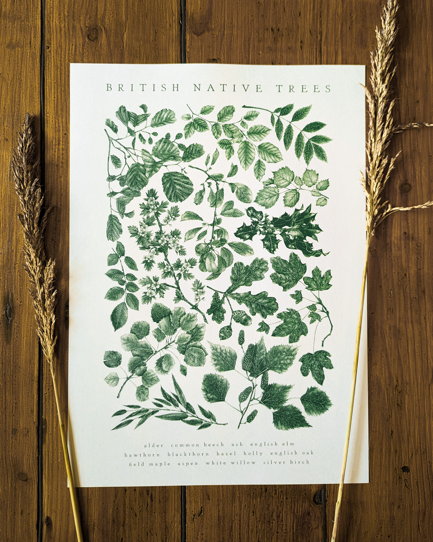 British Native Trees A3 Art Print - Botanical Illustration - Etsy UK