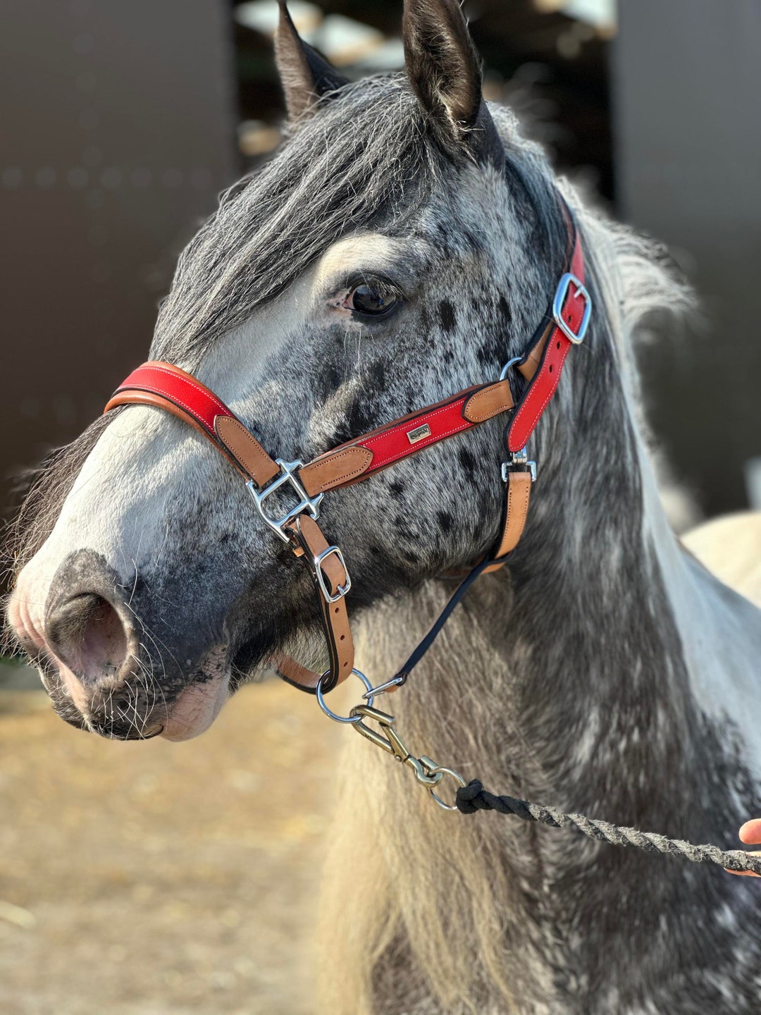 Equipride Argentinian Leather Headcollar Extremely Soft Leather Red - Etsy