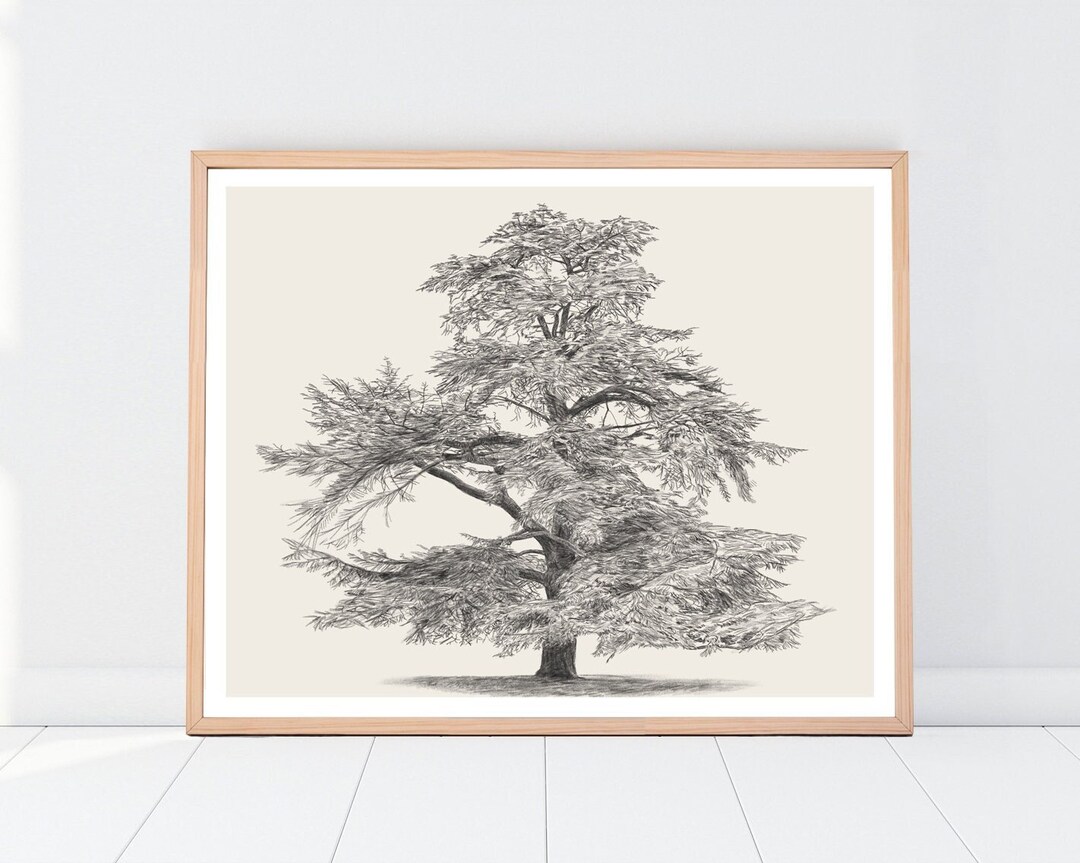Rustic Cedar Tree Wall Art - Vintage Botanical Illustration for ...