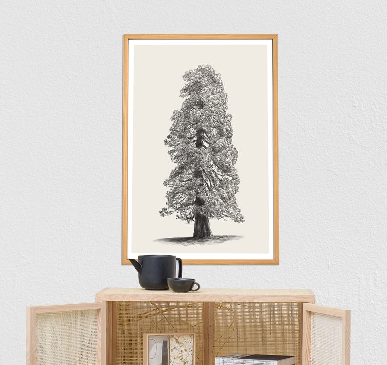 Conjunto de 4 arte de pared de árbol de cedro / pino PNG impresión de ...