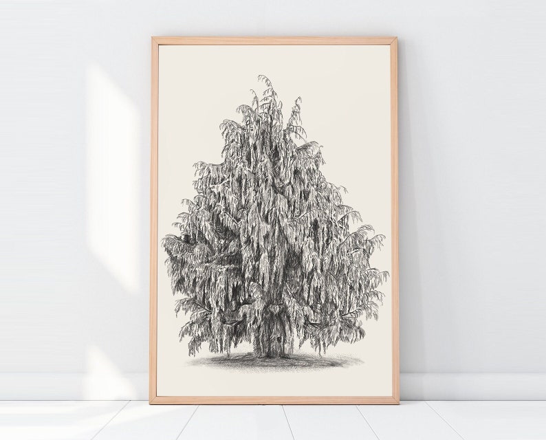 Cedar Tree, Vintage PNG Art, Printable Wall Art, Rustic Home Decor ...
