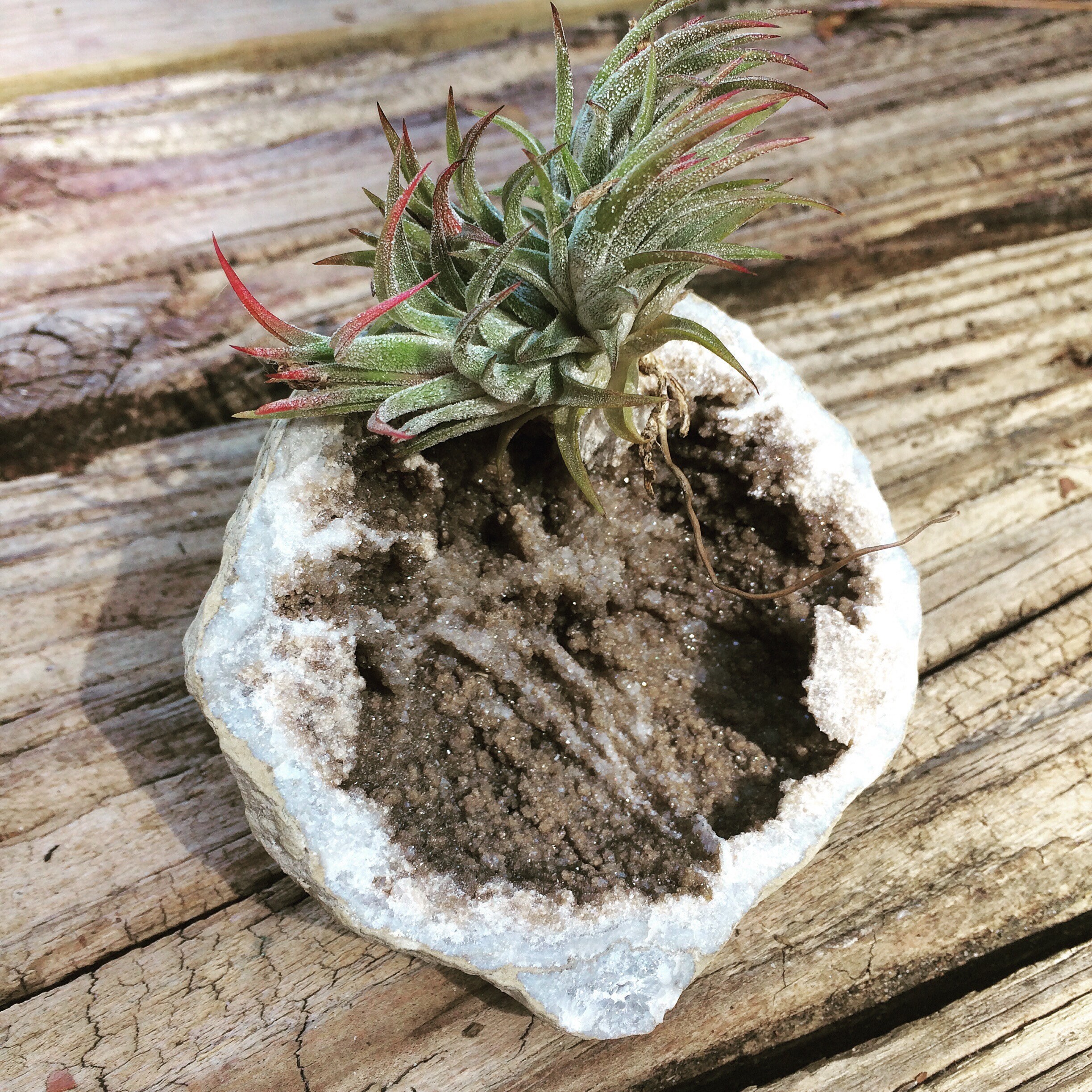 Geode Air Plant Display Tillandsia Airplant Keokuk Geode | Etsy