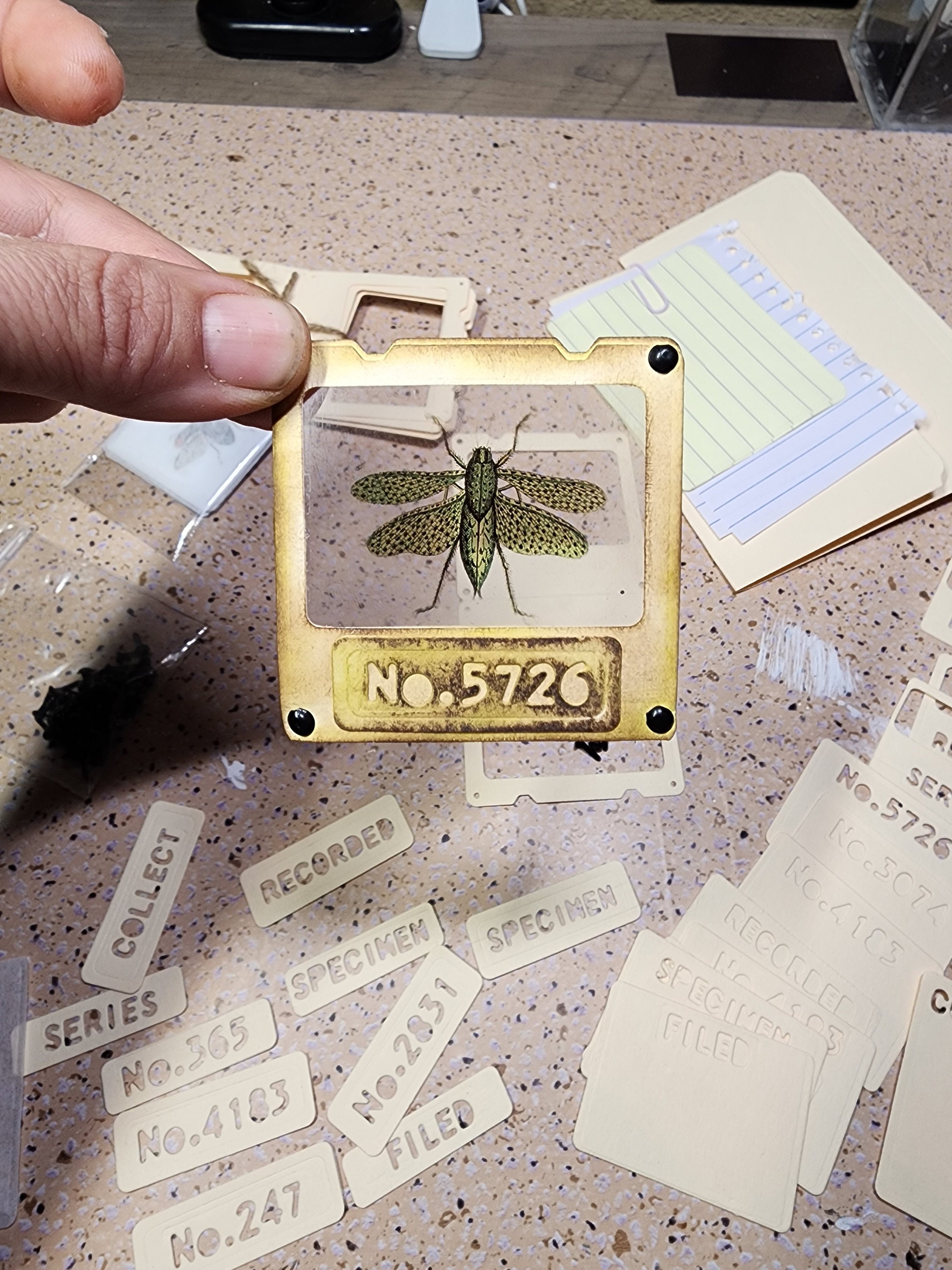 Specimen Entomology Display Craft Kit With Transparent Specimen Cards ...
