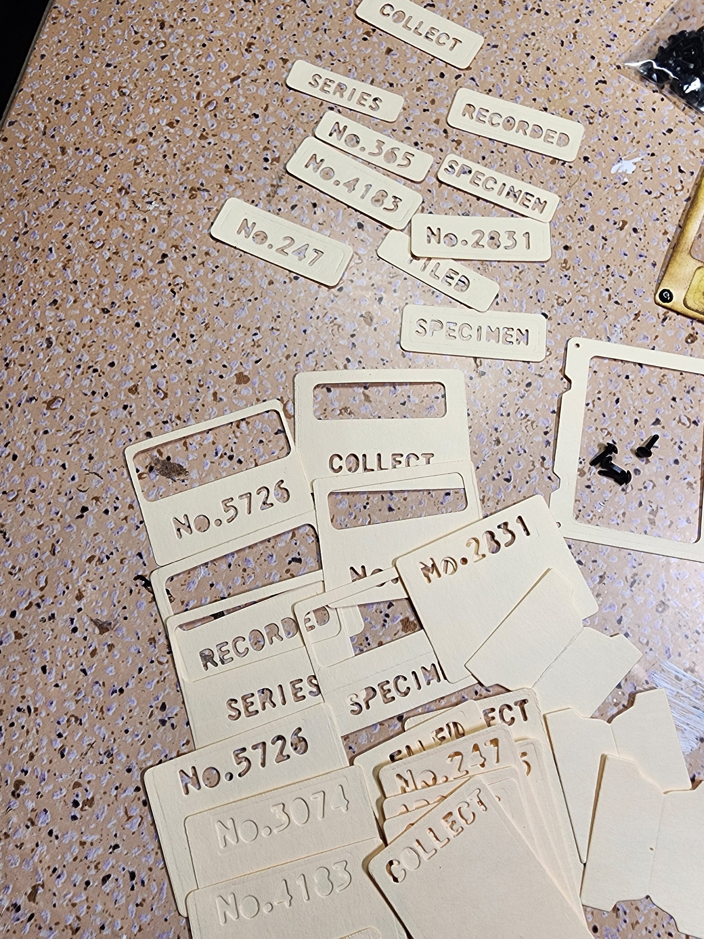 Specimen Entomology Display Craft Kit With Transparent Specimen Cards ...