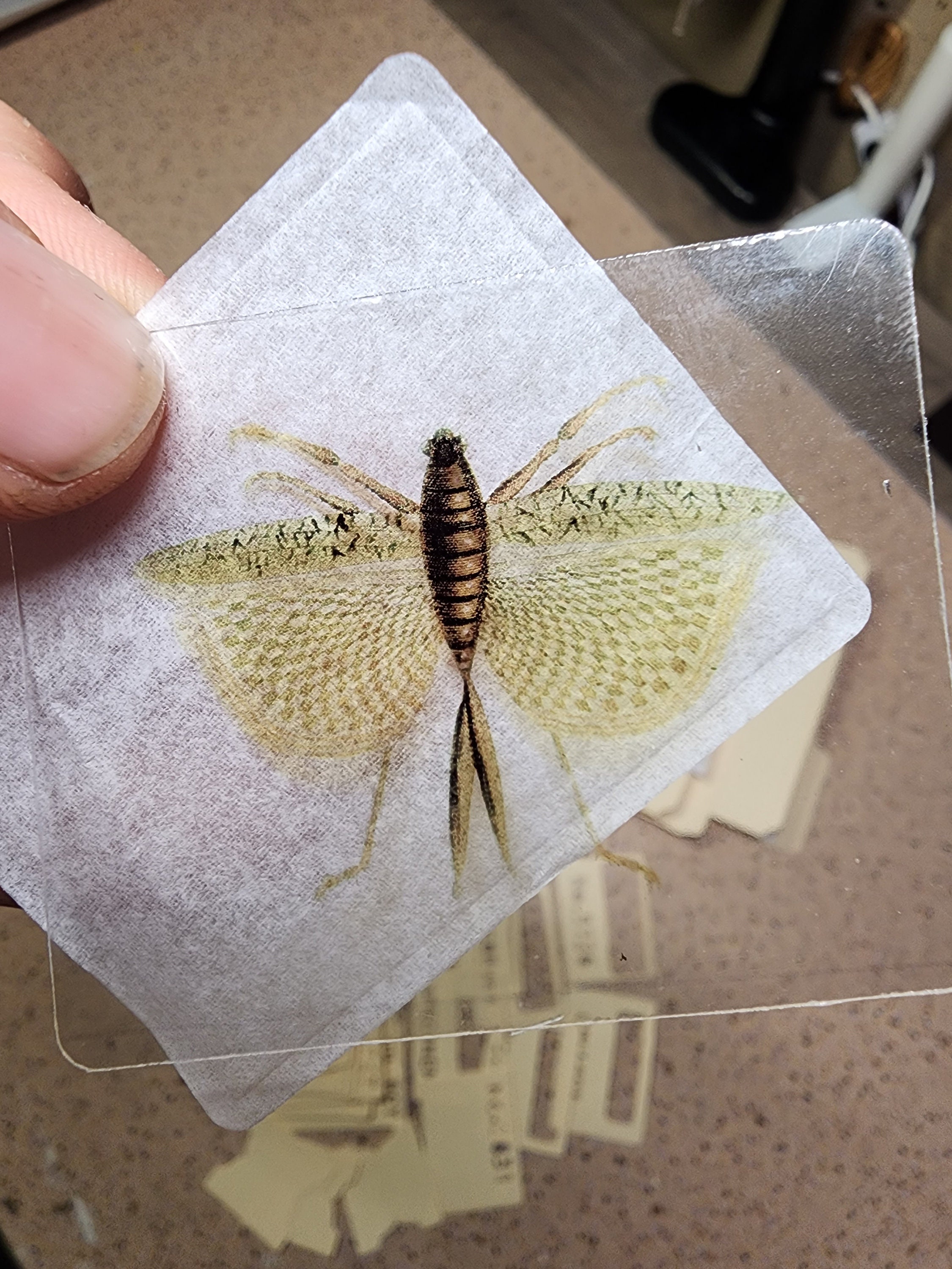 Specimen Entomology Display Craft Kit With Transparent Specimen Cards ...