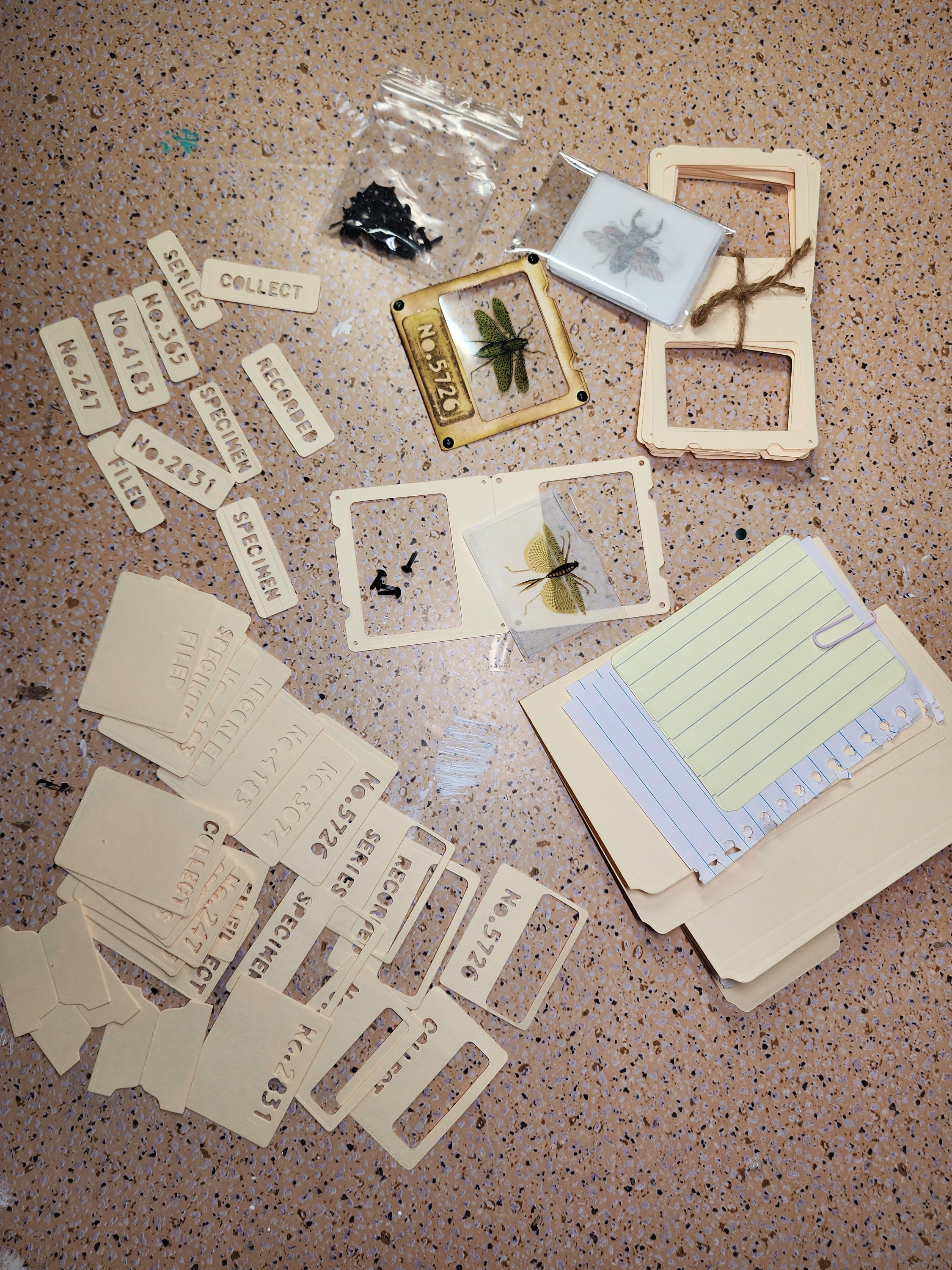 Specimen Entomology Display Craft Kit With Transparent Specimen Cards ...