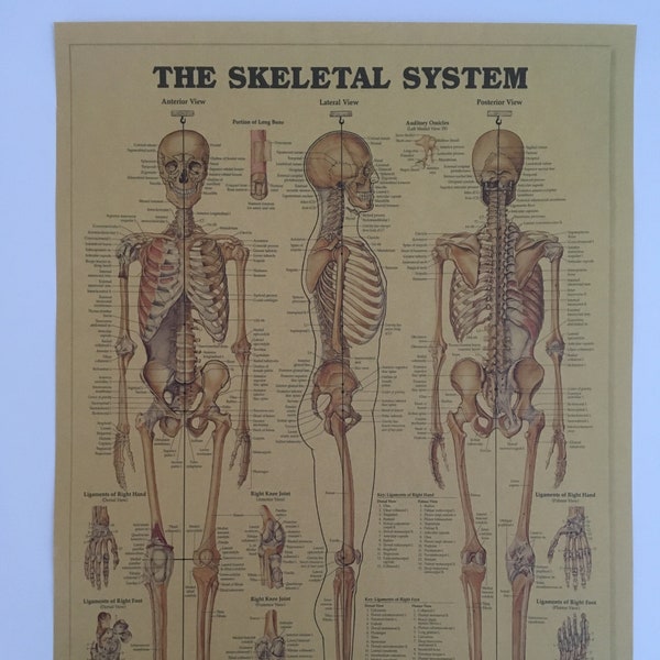 Skeleton Poster - Etsy