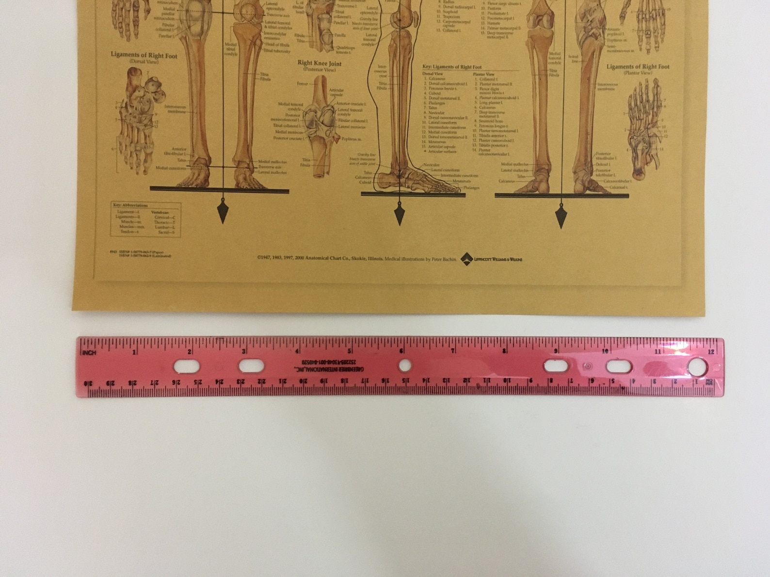 Human Skeleton Poster Print Anatomy Skeletal System Vintage - Etsy