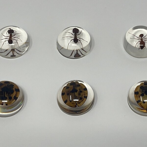 Insect Jewelry - Etsy